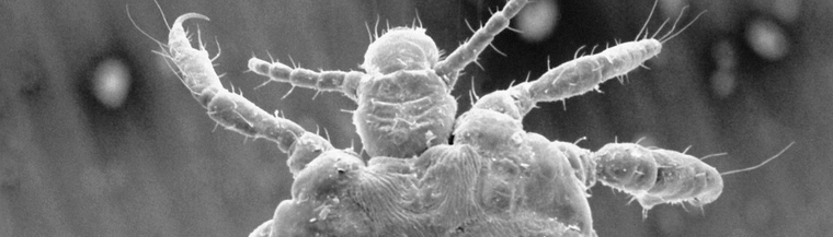 Pubic lice (crabs) | healthdirect