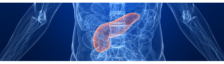 Pancreas | healthdirect