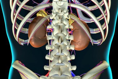 Kidneys | healthdirect