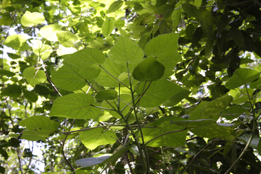 Stinging plants | healthdirect