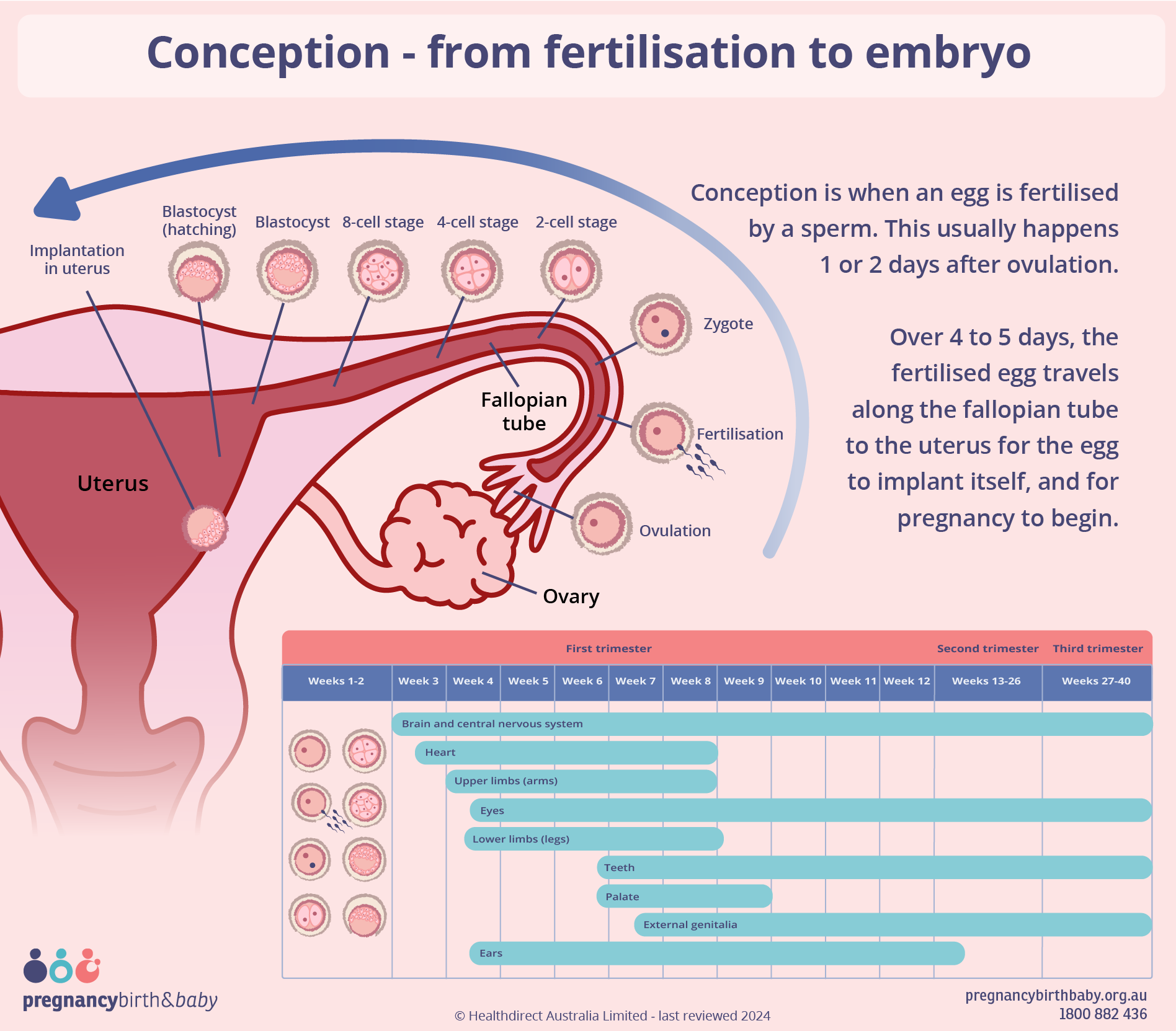 Conception Conception