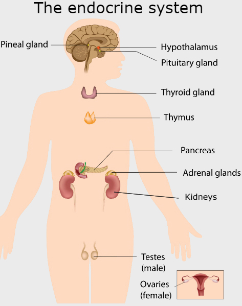 Adrenal Glands Healthdirect