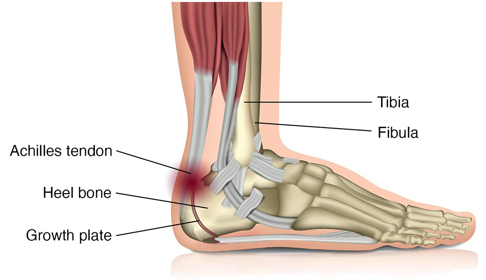 Growing Bones On The Foot Discount Emergencydentistry Growing Bones On The Foot Discount Emergencydentistry